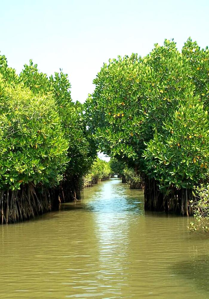 Album - அலையாத்திக் காடுகள் எனும் இயற்கை அரண் | A natural wall of ...