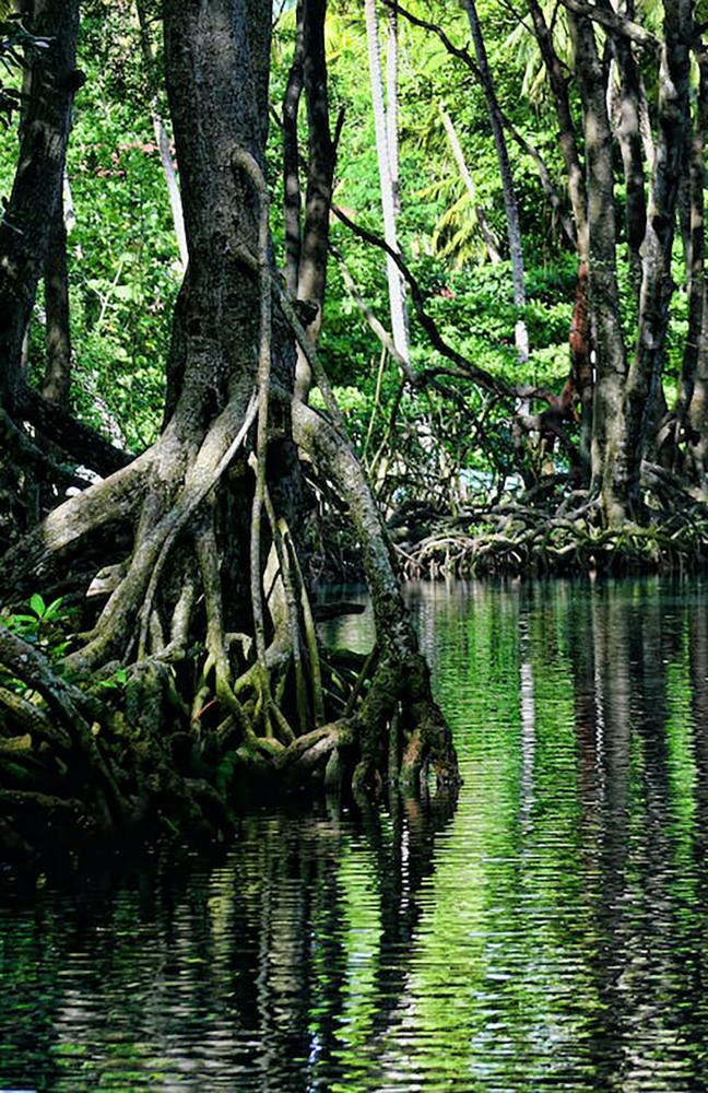 Album - அலையாத்திக் காடுகள் வகைப்படுத்துதல்: ஒரு பார்வை ...