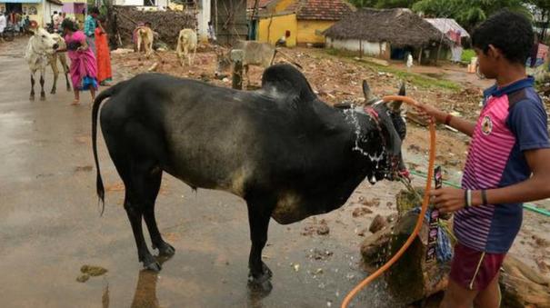 மாட்டு பொங்கல் சென்னையில் கொண்டாட்டம் | Mattu Pongal is celebrated in Chennai - hindutamil.in